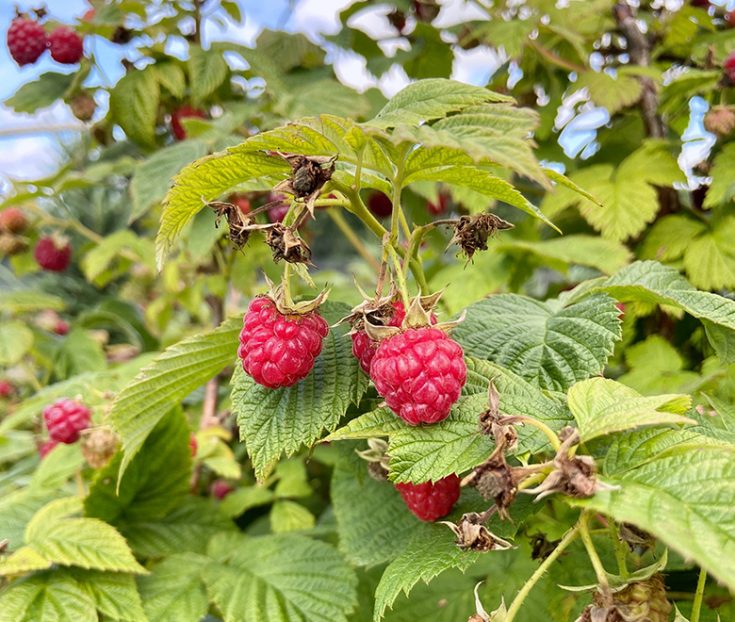 Vegan Raspberry Smoothies – Floating Kitchen